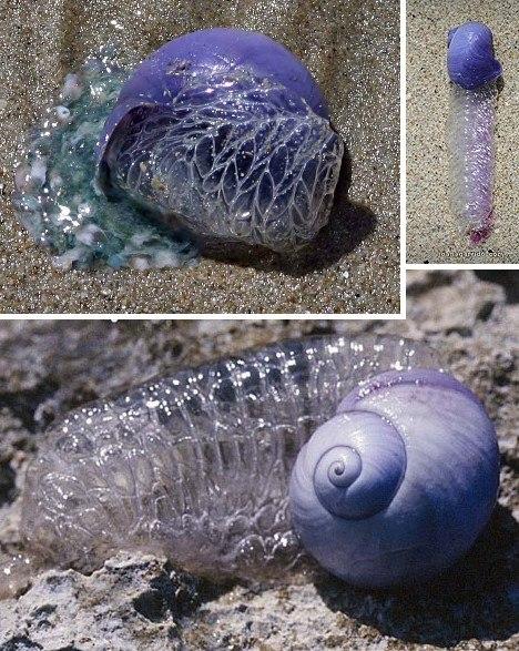 World´s 10 amazing purple animals CCTV-International