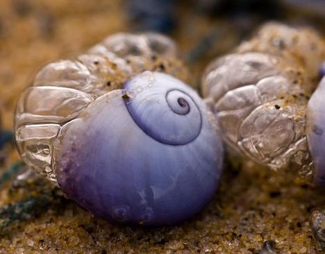 World´s 10 amazing purple animals CCTV-International