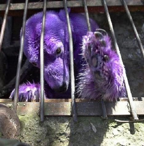 World´s 10 amazing purple animals CCTV-International