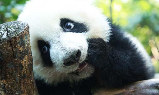 iPanda - Love & Panda!