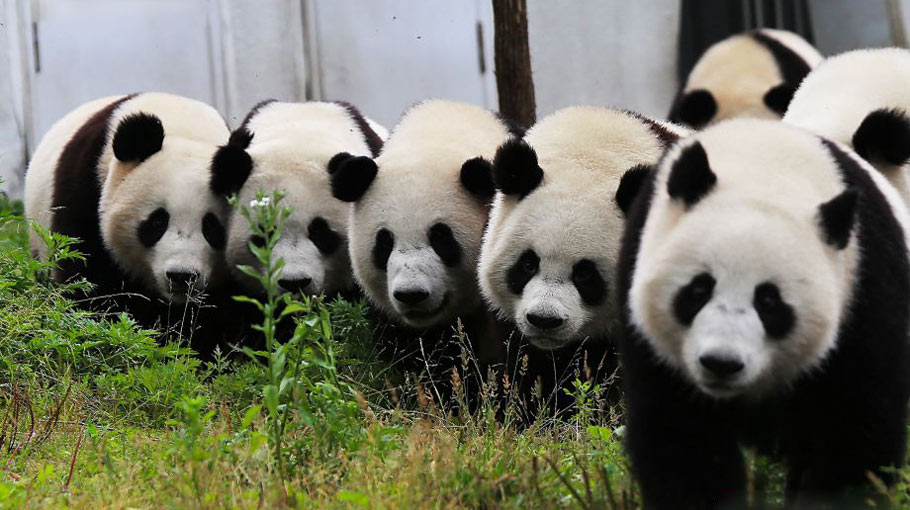 iPanda - Love & Panda!