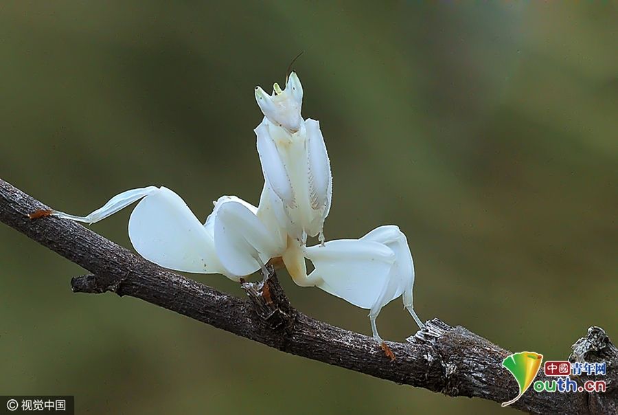 Mantis Religiosa Orquidea - Asesores