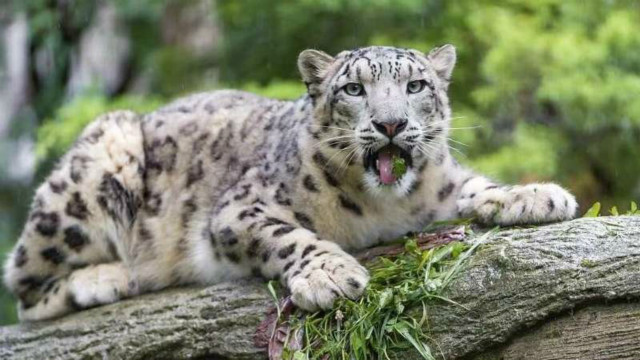 What are ways to protect wild animals and plants?_英语频道_央视网(cctv.com)