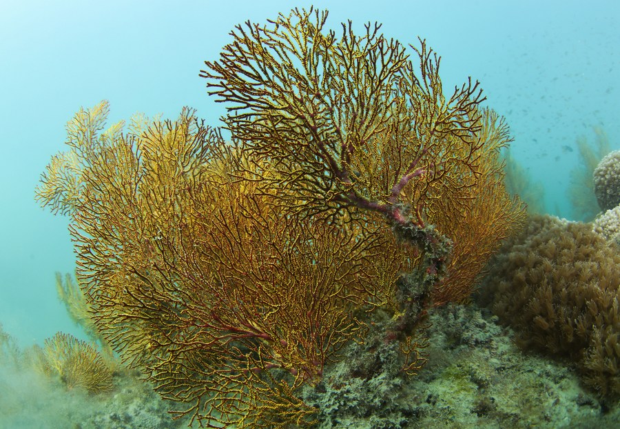 Chinese scientists plant corals to restore seabed ecology_英语频道_央视网(cctv ...