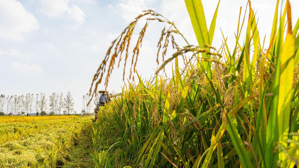 Water-saving rice helps farmers secure bumper harvest amid drought_英语频道 ...