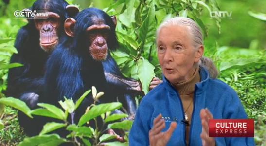 Legendary primatologist speaks about her passions - CCTV News - CCTV ...
