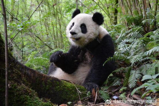 One of the first released pandas has died in the wild - CCTV News ...