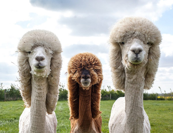 Shear madness! Alpacas' bizarre new look for the summer - CCTV News ...