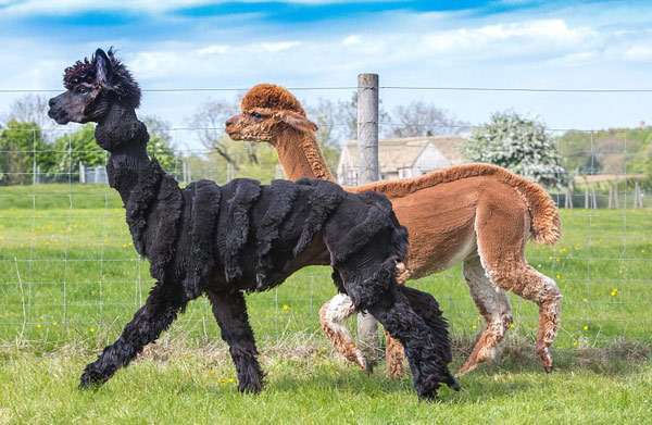 Shear madness! Alpacas' bizarre new look for the summer - CCTV News ...