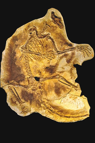 Scientists identify Jurassic's earliest gliding mammals - CCTV News ...