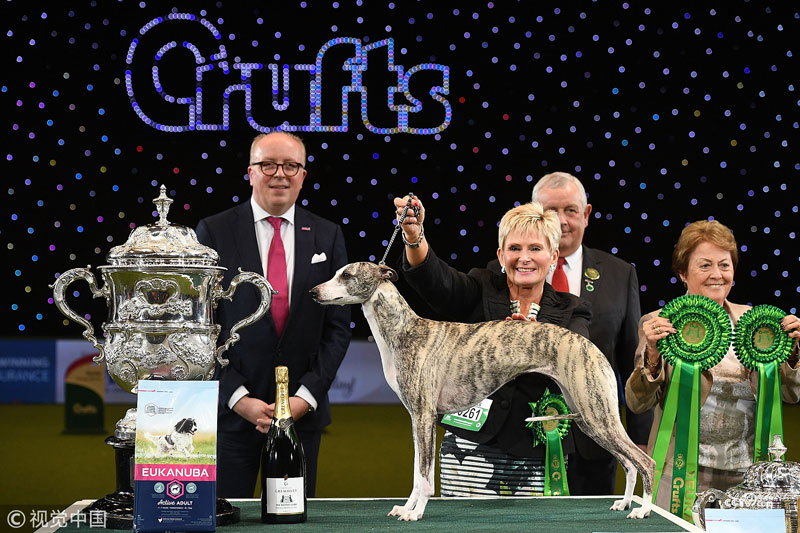 Young whippet crowned as world's top dog at finale of Crufts - CCTV ...
