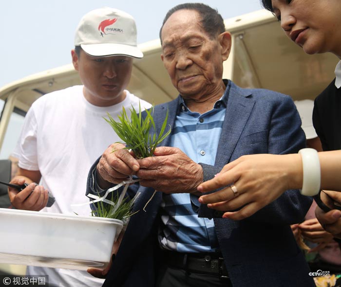 Chinese saltwater-tolerant rice grown successfully in Dubai desert ...